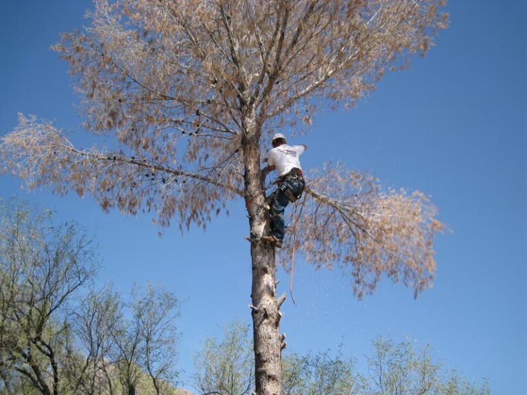 Tree Removals Done Right | The Cutting Edge Tree Service Landscaping